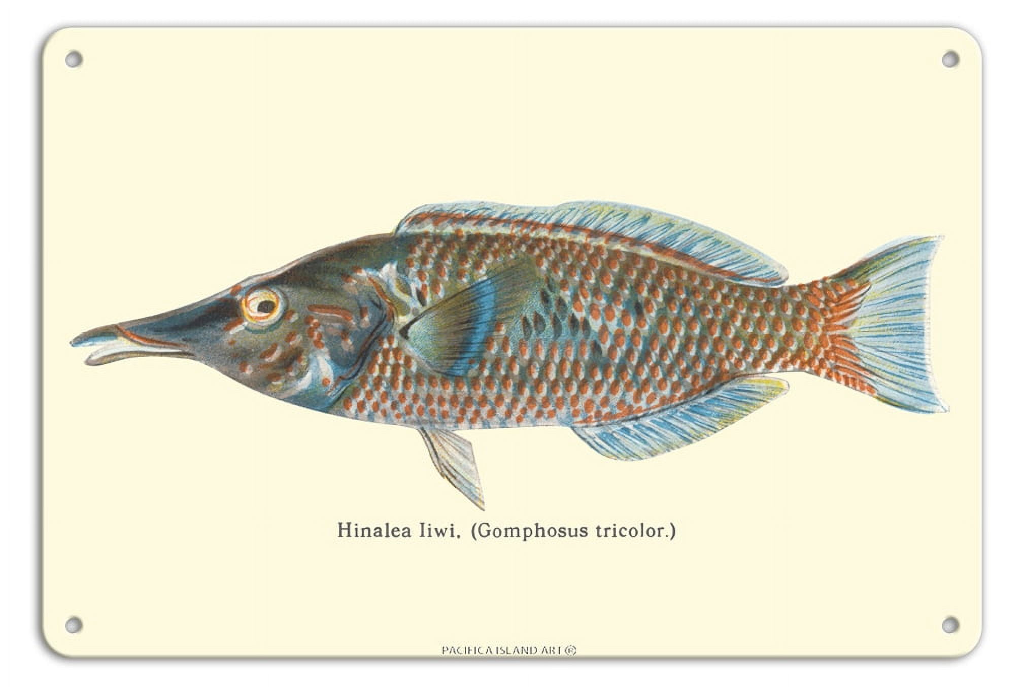 Hinalea i'iwi (Gomphosus Varius) - Hawaiian Bird Wrasse - from Fishes ...