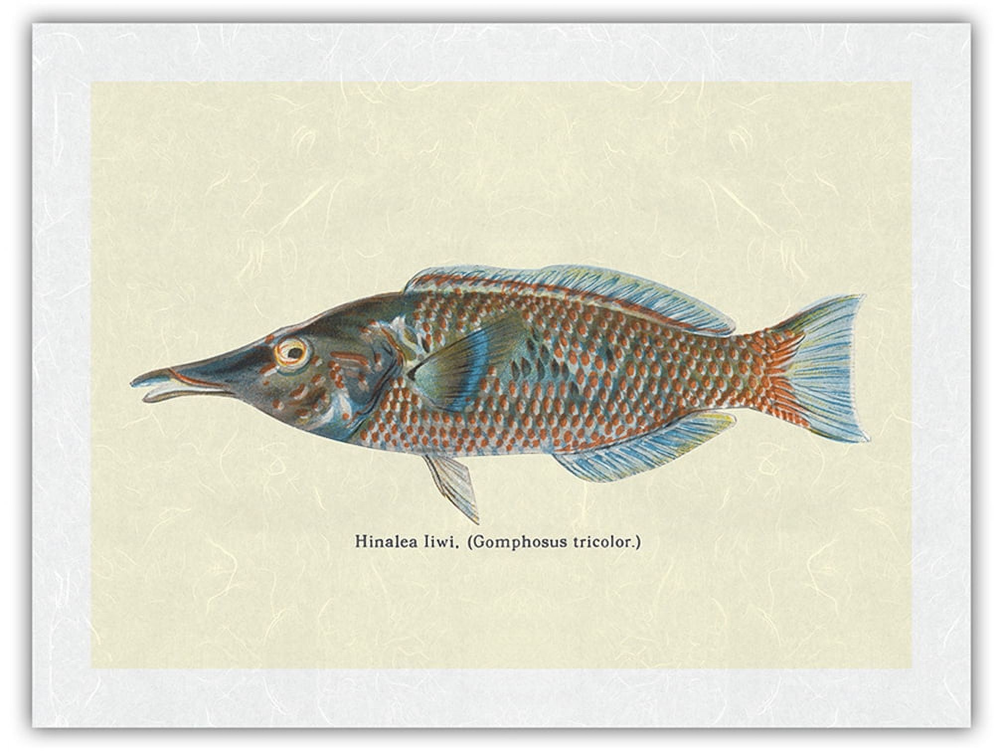 Hinalea i'iwi (Gomphosus Varius) - Hawaiian Bird Wrasse - from Fishes ...