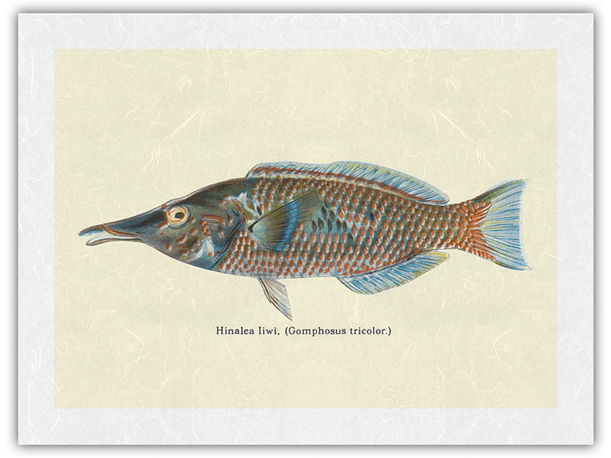 Hinalea i'iwi (Gomphosus Varius) - Hawaiian Bird Wrasse - from Fishes ...