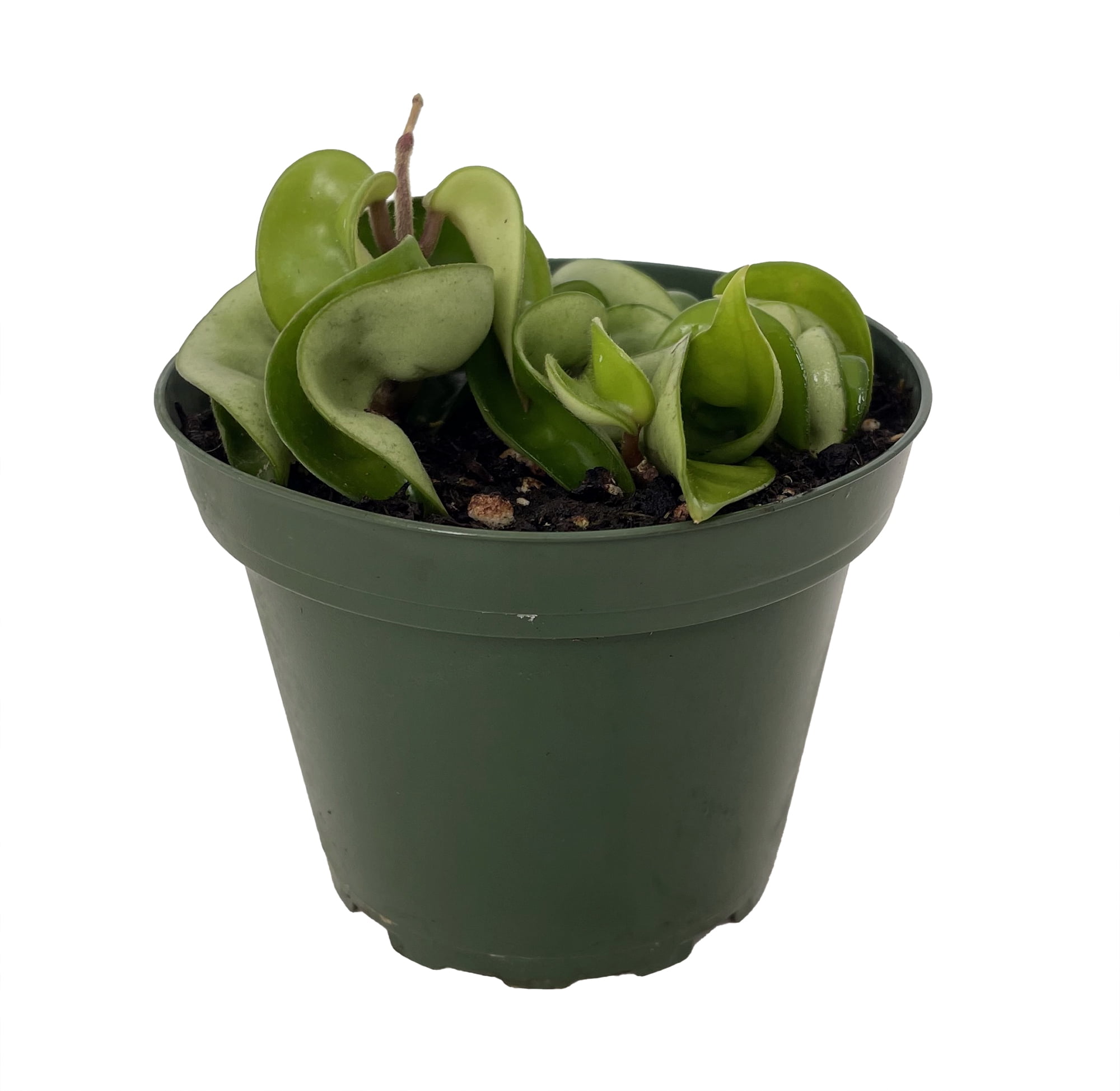 Hindu Indian Rope Plant - Hoya - Exotic/Easy - 4" Pot - Walmart.com