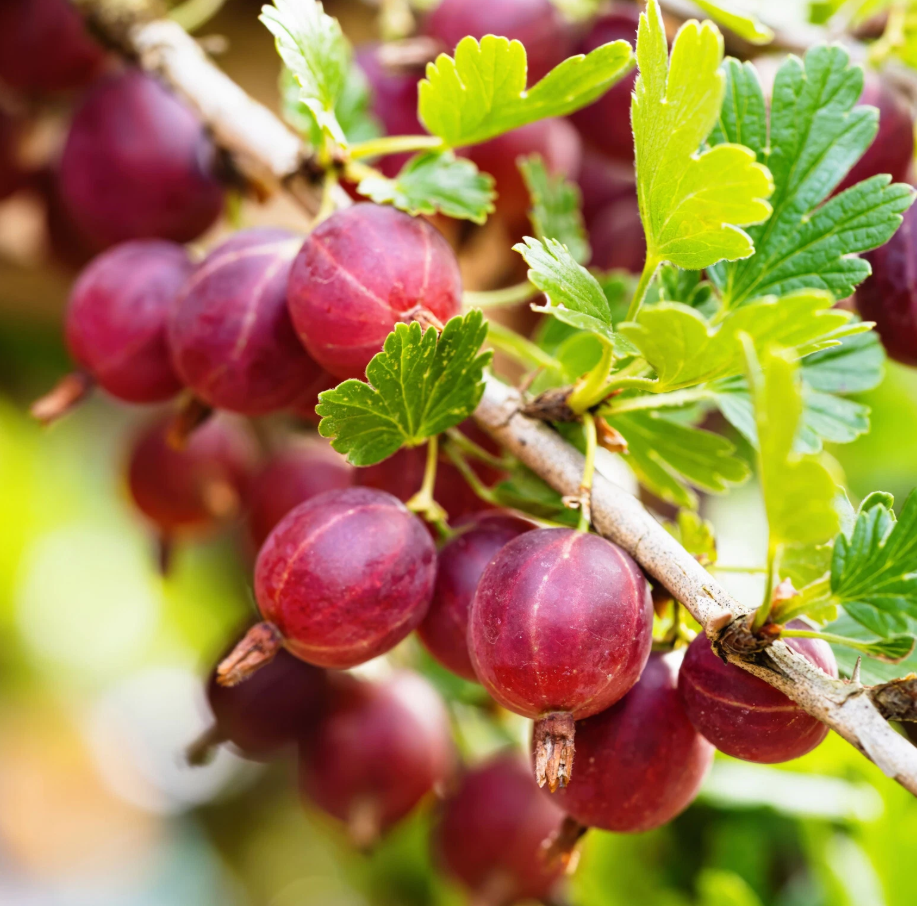 Hinnomaki Red Gooseberry Plant Live, Gooseberry Bushes Live Plant 20 to ...