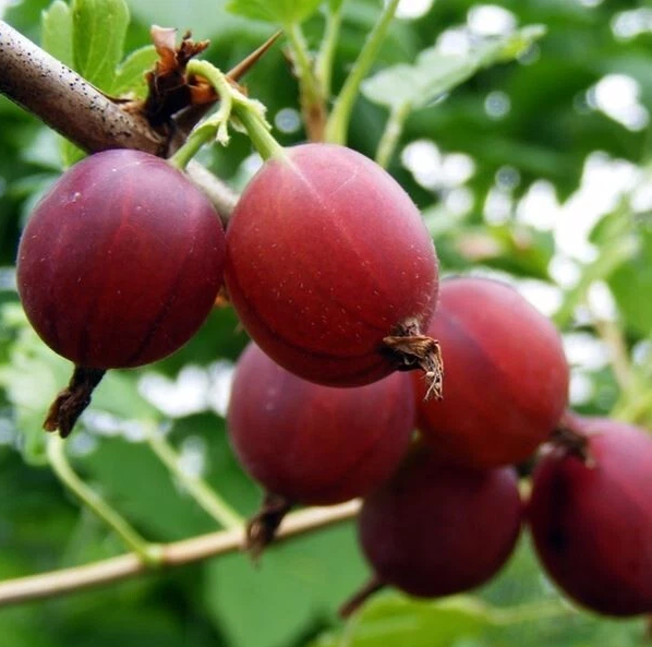Hinnonmaki Red Gooseberry Plant Sweet Gooseberries Bush Live Plant 24 ...