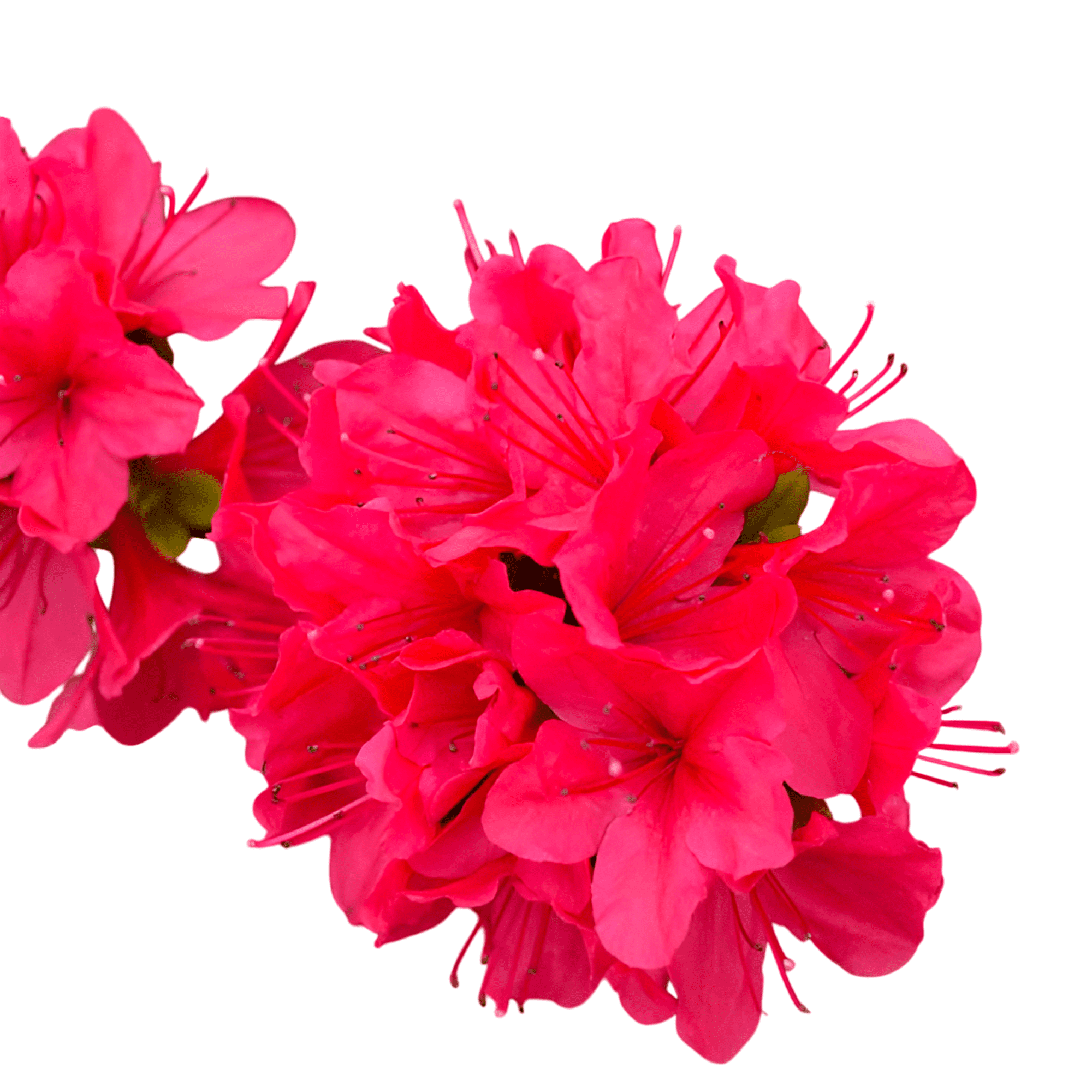 Hino-Crimson (Hybrid) Azalea – Live Evergreen Flowering Shrub with Red ...