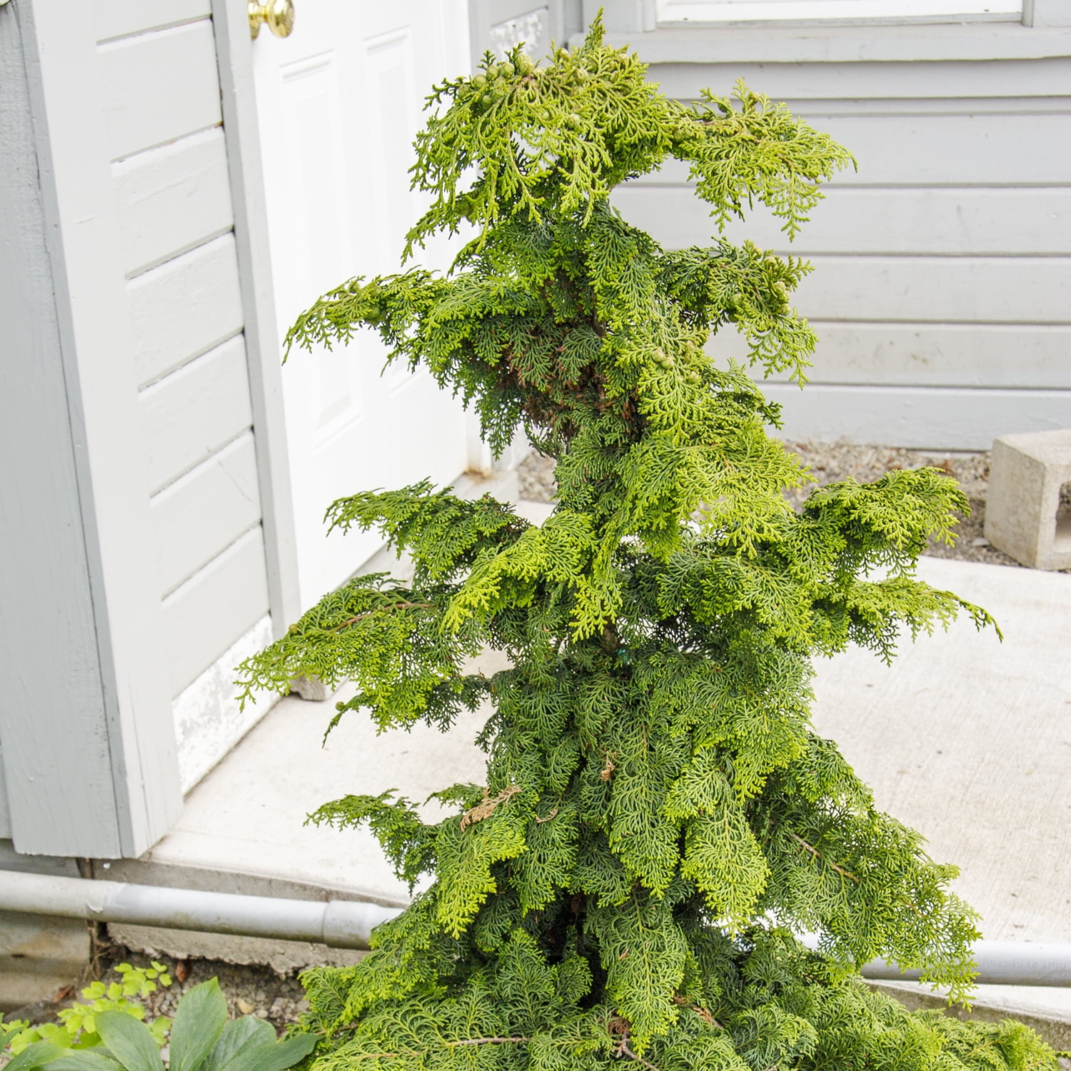Hinoki Gold Fernspray Falsecypress Bush Potted Evergreen Shrub, in a 2. ...