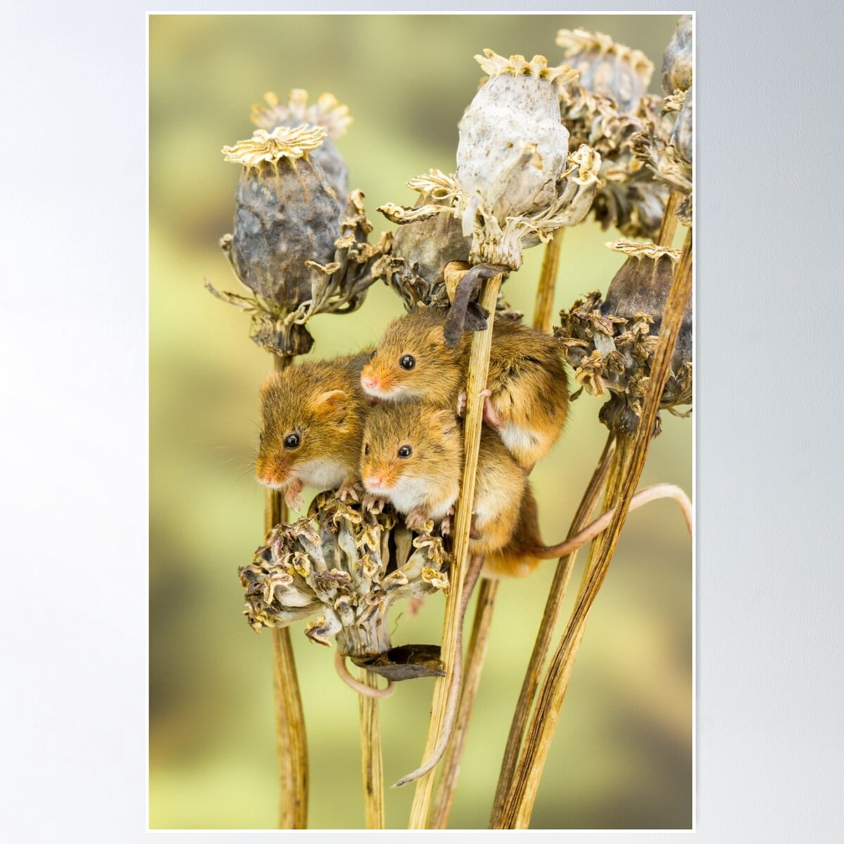 Three Harvest Mice Poster Wall Art, Modern Wall Decor For Living Room ...