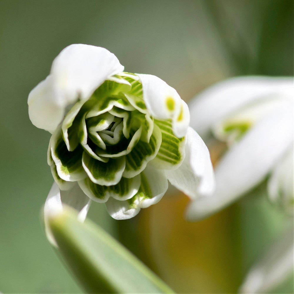 Hippolyta Flowering Snowdrops - 5 Bulbs - Galanthus nivalis - 6/+ cm ...