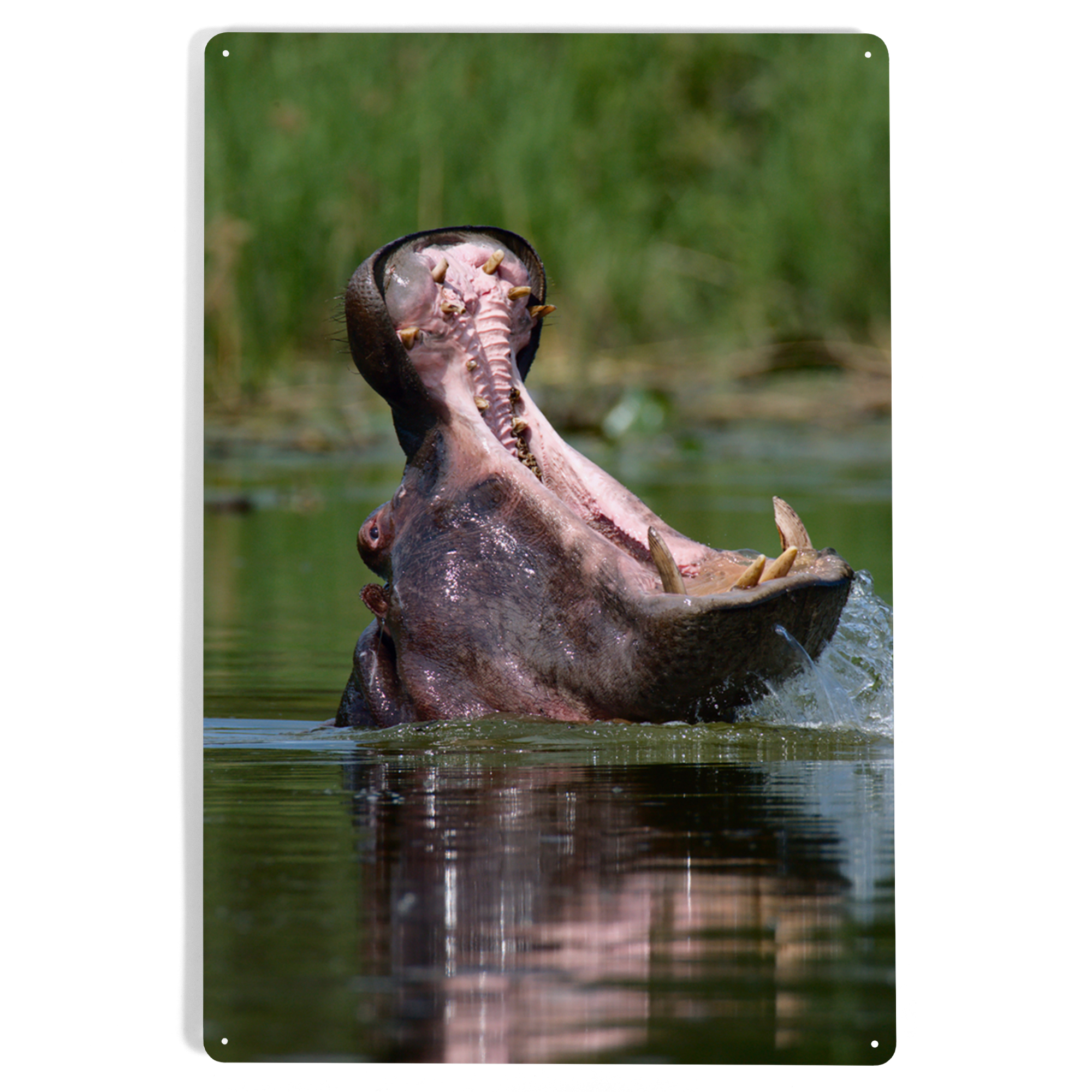 Hippopotamus (12x18 Aluminum Art, Indoor Outdoor Metal Sign Decor ...