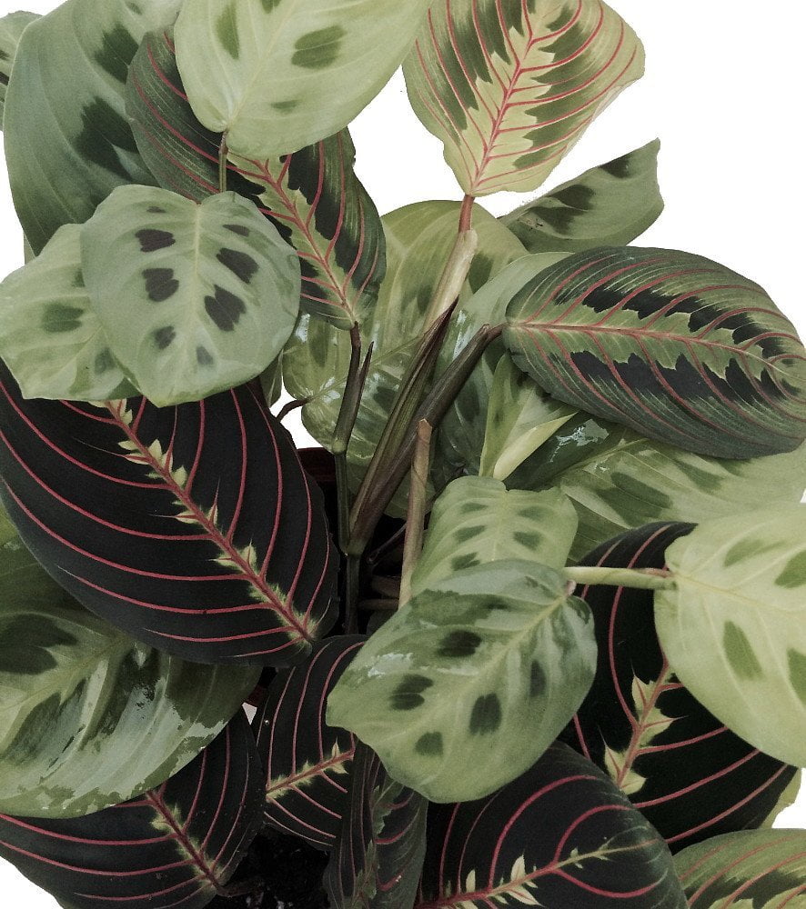 Hirt's 1 Red & 1 Green Prayer Plant - Maranta - 3.5" Pots - Walmart.com