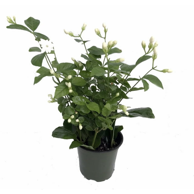 "Ohio Grown Indoor Arabian Tea Jasmine Plant - Maid of Orleans - Live ...