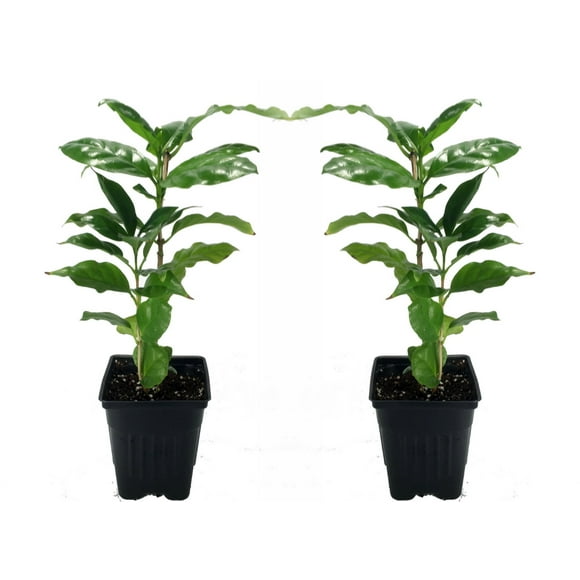 Arabica Coffee Plant Care