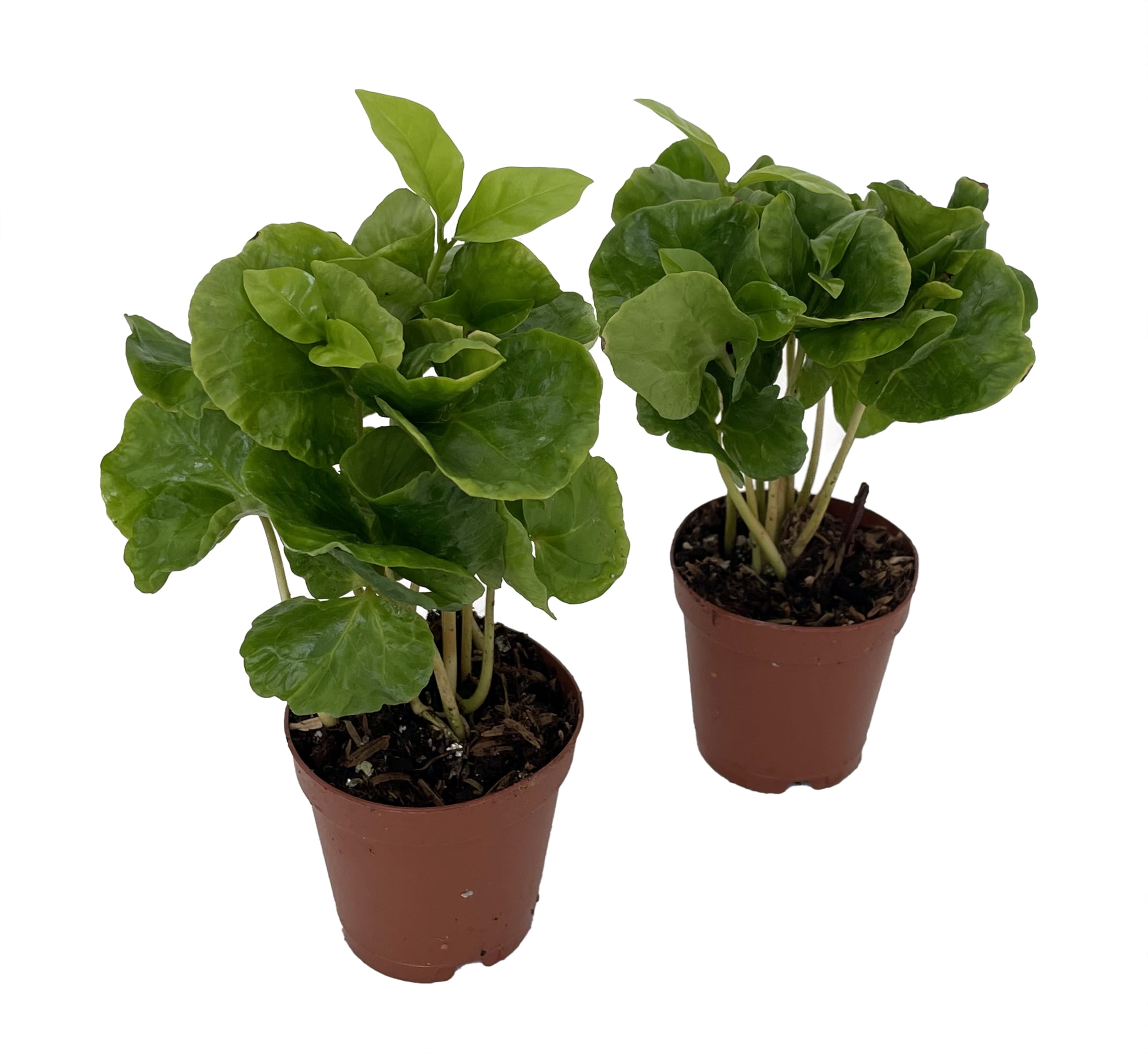 Hirt's Arabica Coffee Bean Plants - 2 Pack 2" Pots - Grow Your Own ...