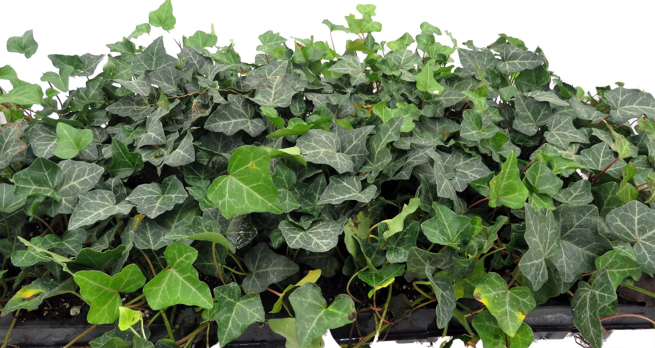 Hirt's Live Baltic English Ivy 48 Plants - Year-Round Hardy Groundcover ...