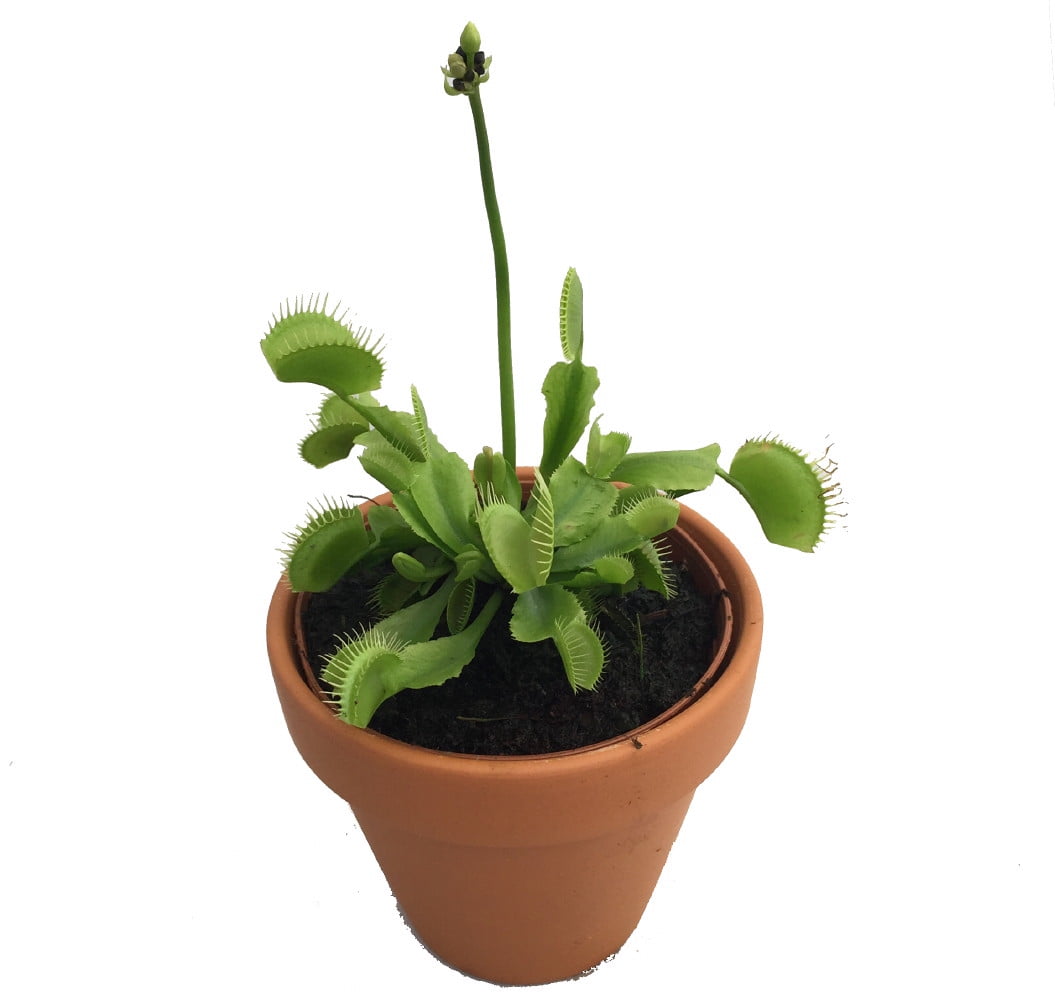 Hirt's Large Venus Fly Trap Plant - Dionaea - 3" Clay Pot for Better ...