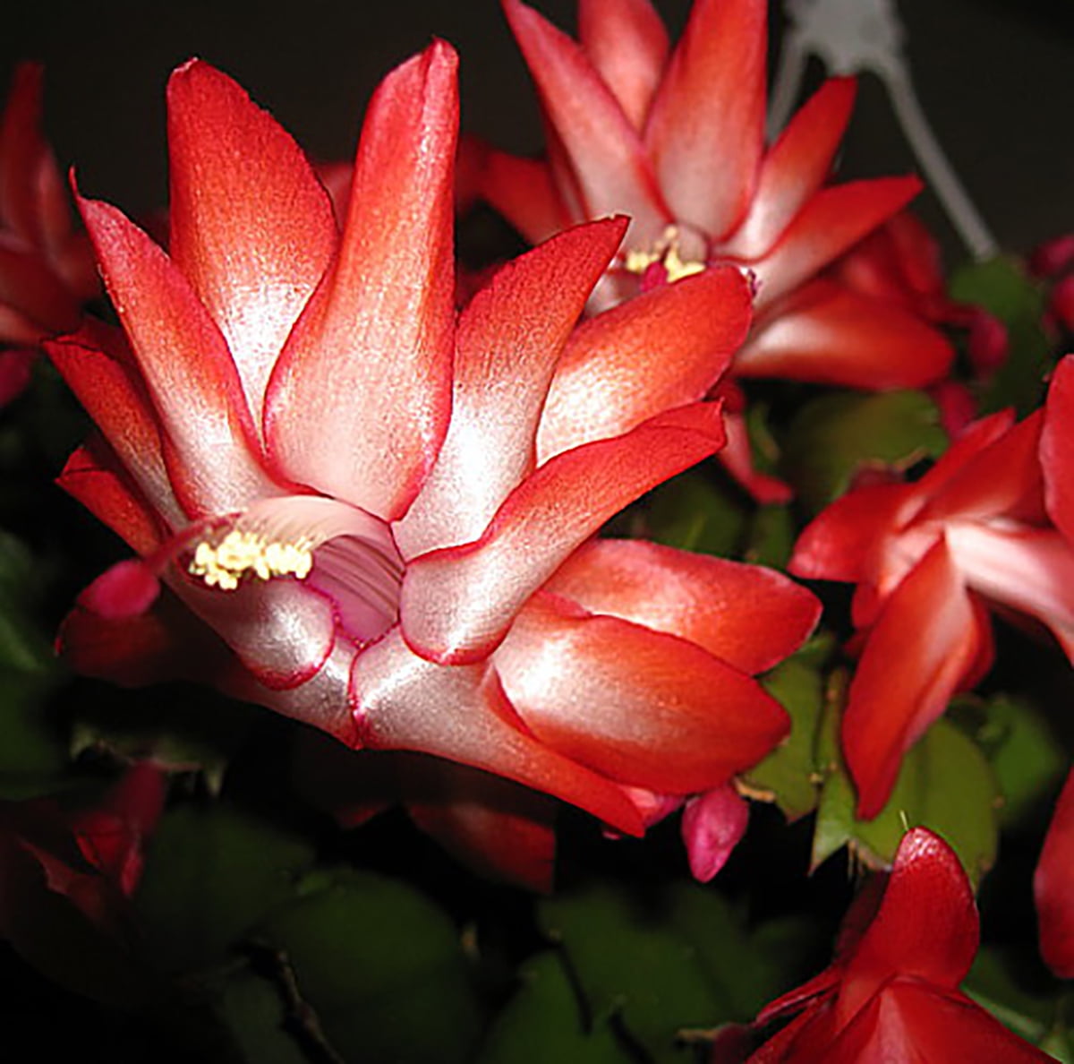 "Hirt's Exotic Real Red Christmas Cactus Plant - Zygocactus - 6"" Pot ...