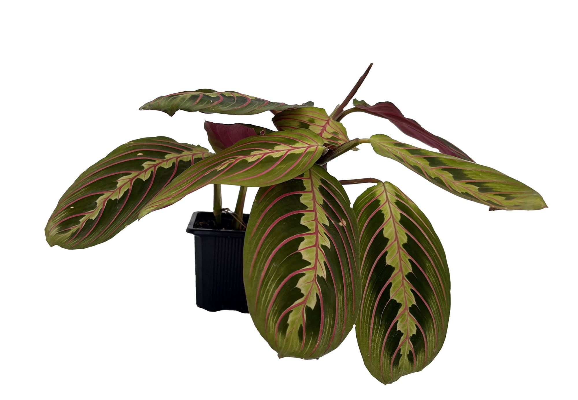 Hirt's Red Prayer Plant - Maranta - Live Indoor Office Plant - Easy to ...