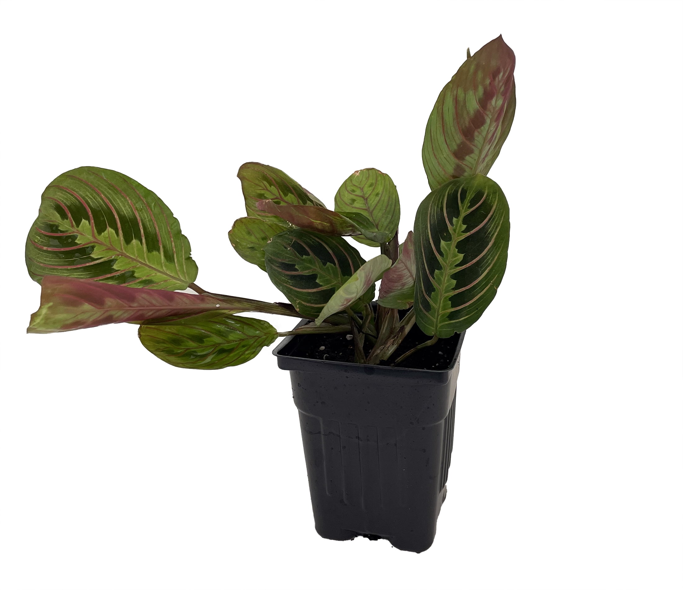 Hirt's Red Prayer Plant - Maranta - Live Indoor House Plant for Office ...