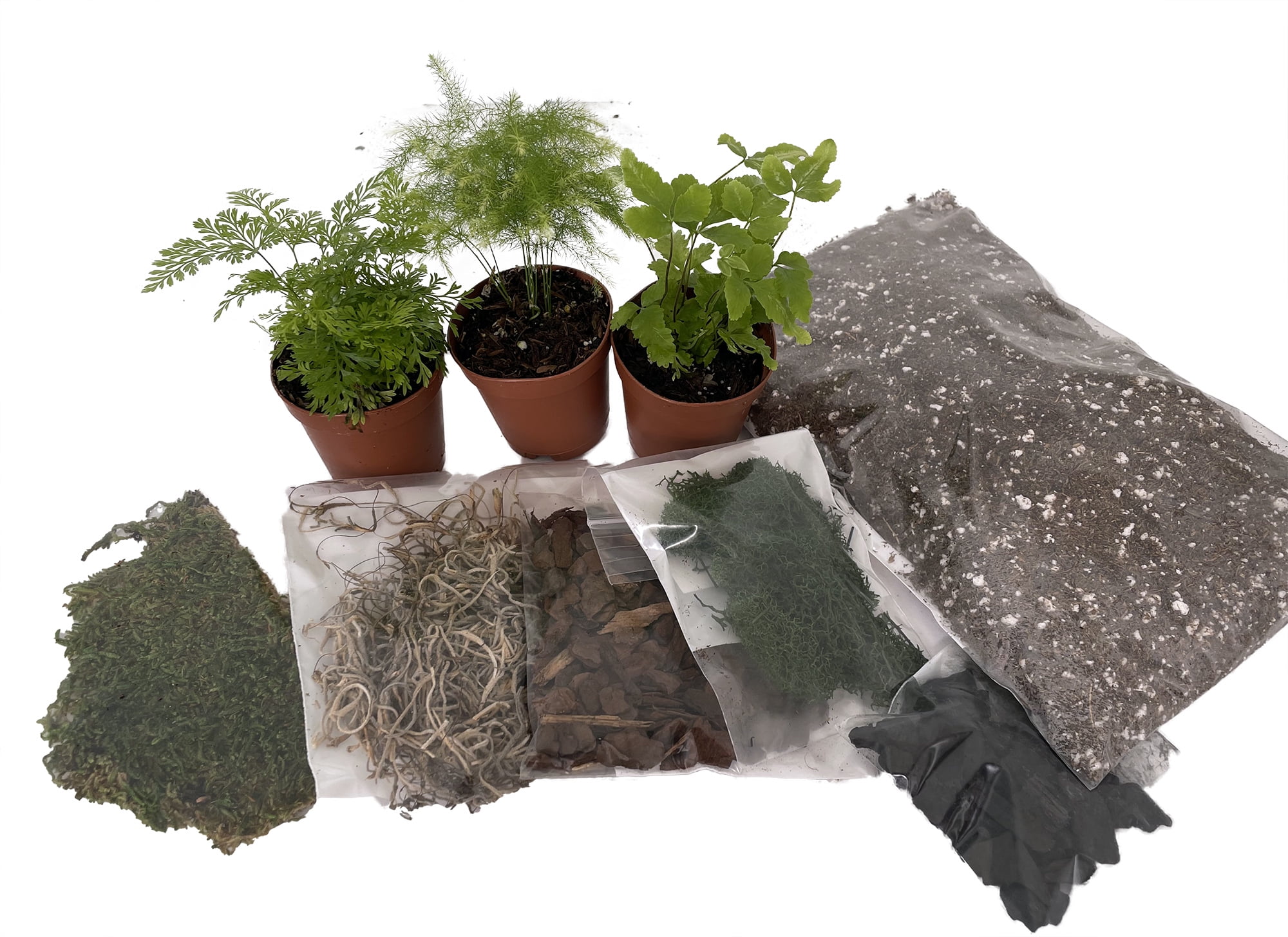 "Indoor Terrarium Kit by Hirt's with 3 Live Mini Ferns in 2"" Pots ...