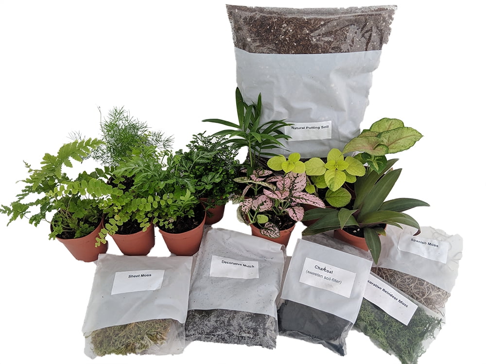 Hirt's Terrarium Kit with 5 Terrarium Plants and 5 Ferns - Walmart.com