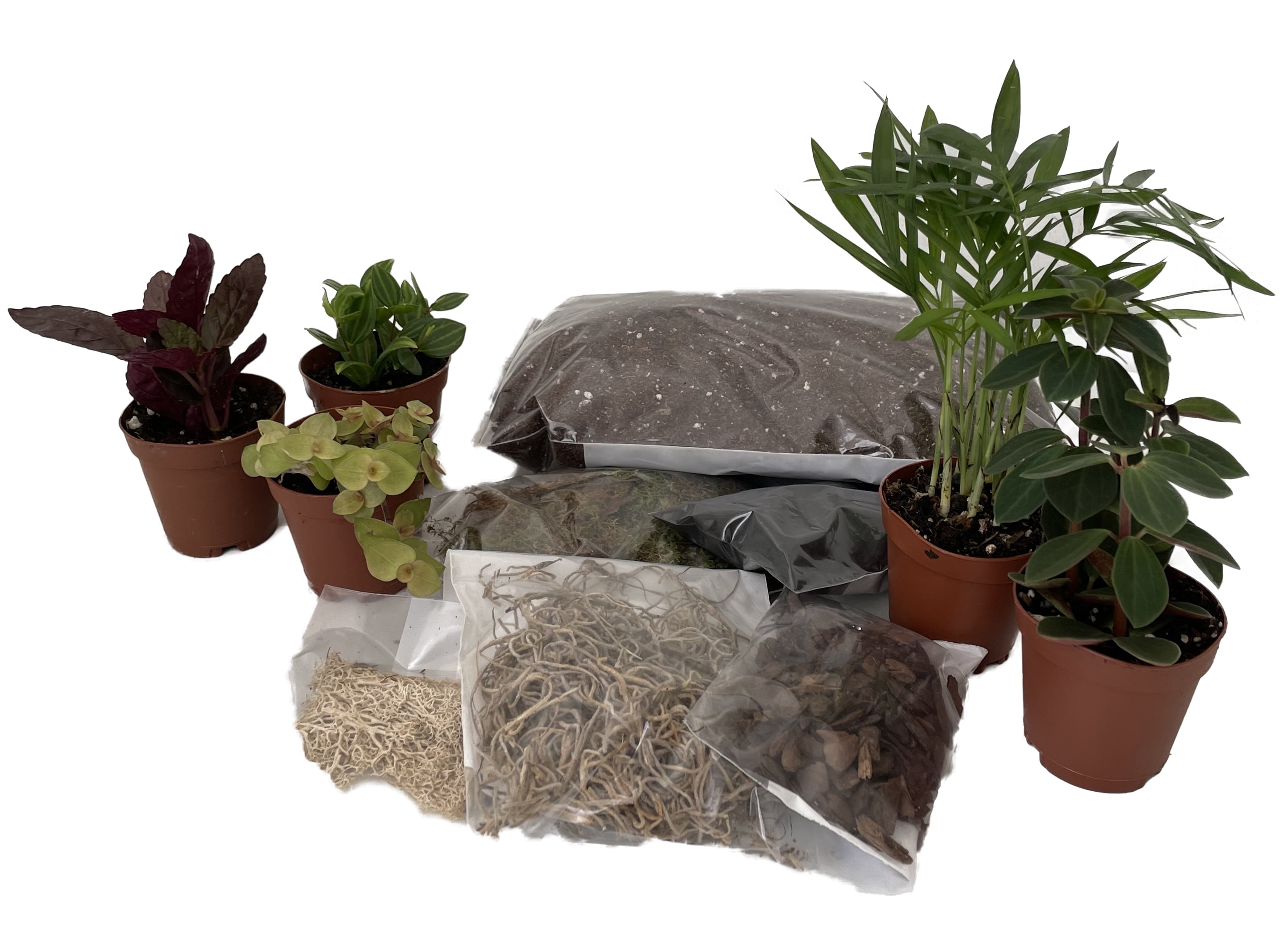 Hirt's Fairy Garden Indoor Terrarium Kit with 5 Plants in 2" Pots ...