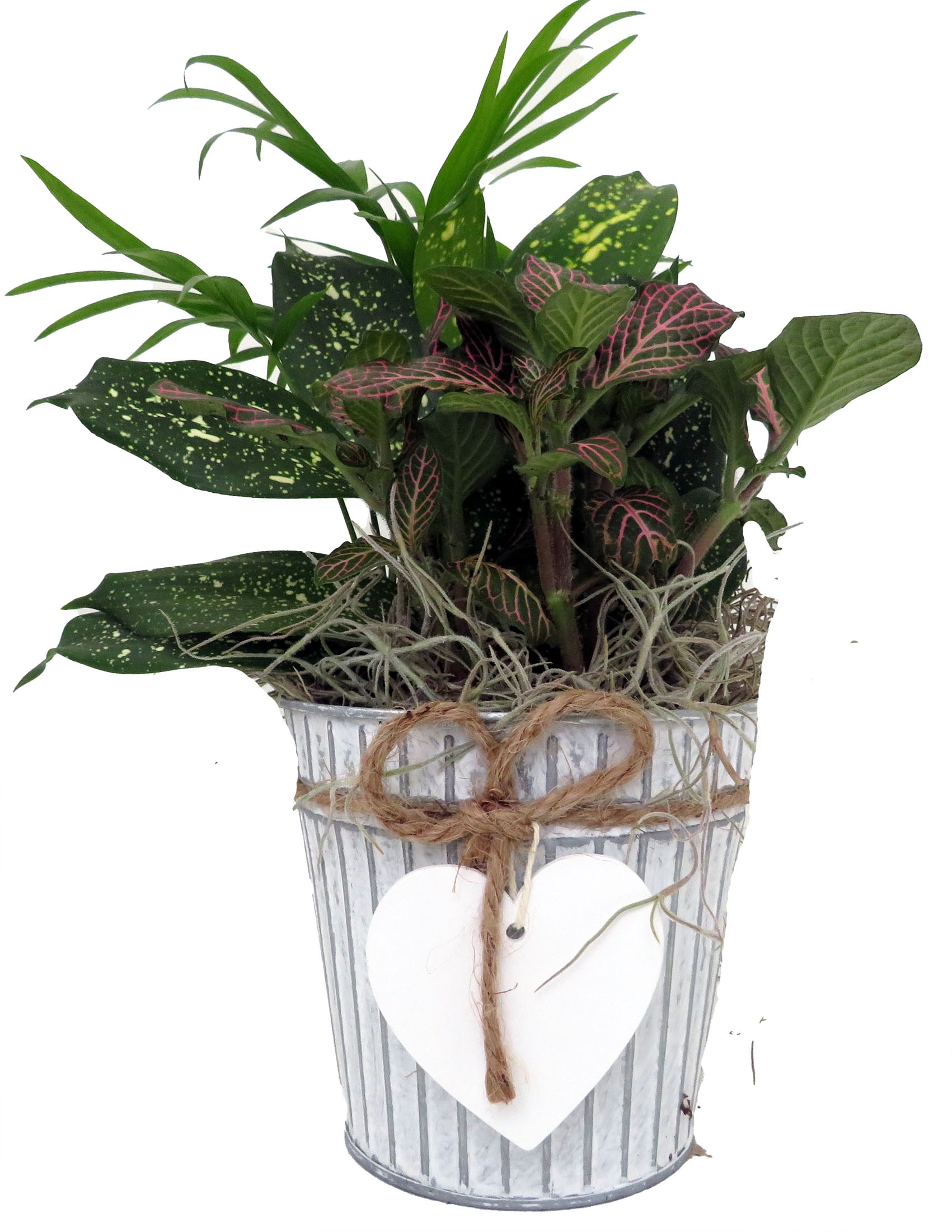 Hirt's Valentine's Garden Planter - 3 Different Plants- 4" Metal Tin ...