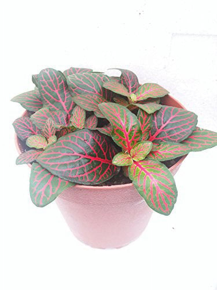 Hirts: House Plants Red Veined Nerve Plant - Walmart.com
