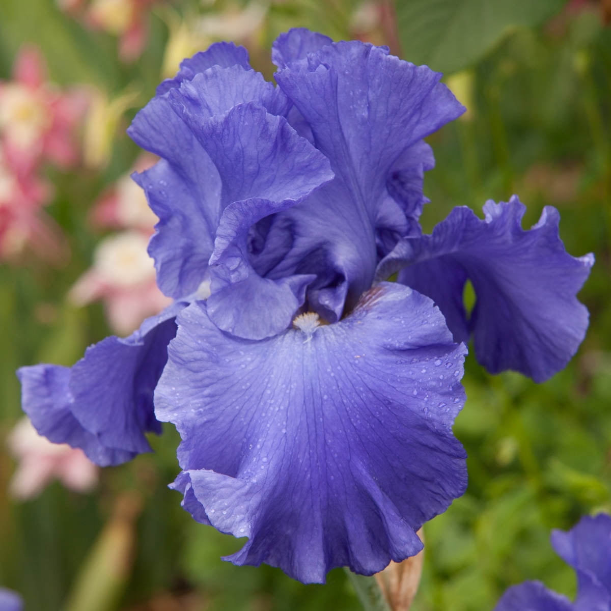 His Royal Highness Reblooming Iris, Dormant Bare Root Perennial Rhizome ...