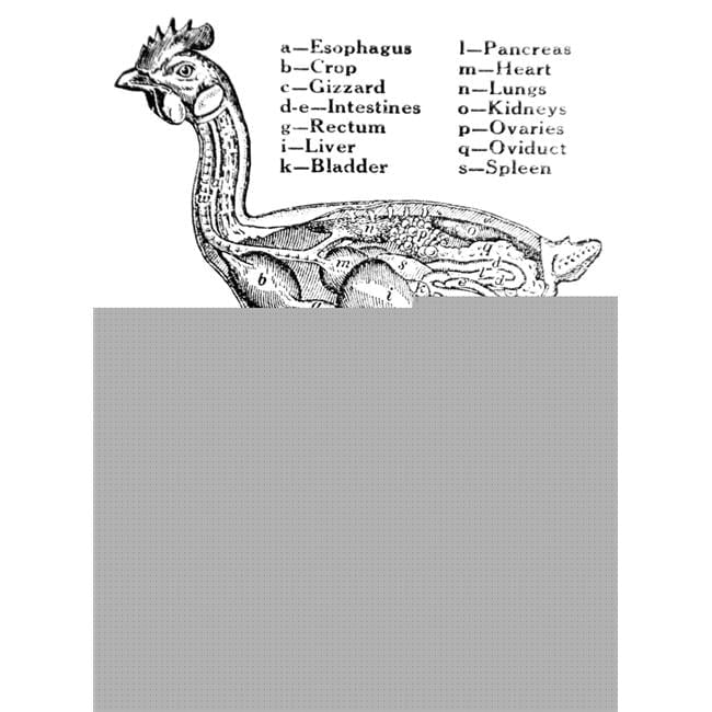 Historic Anatomical Illustration of A Hens Organs From The Early 20th ...
