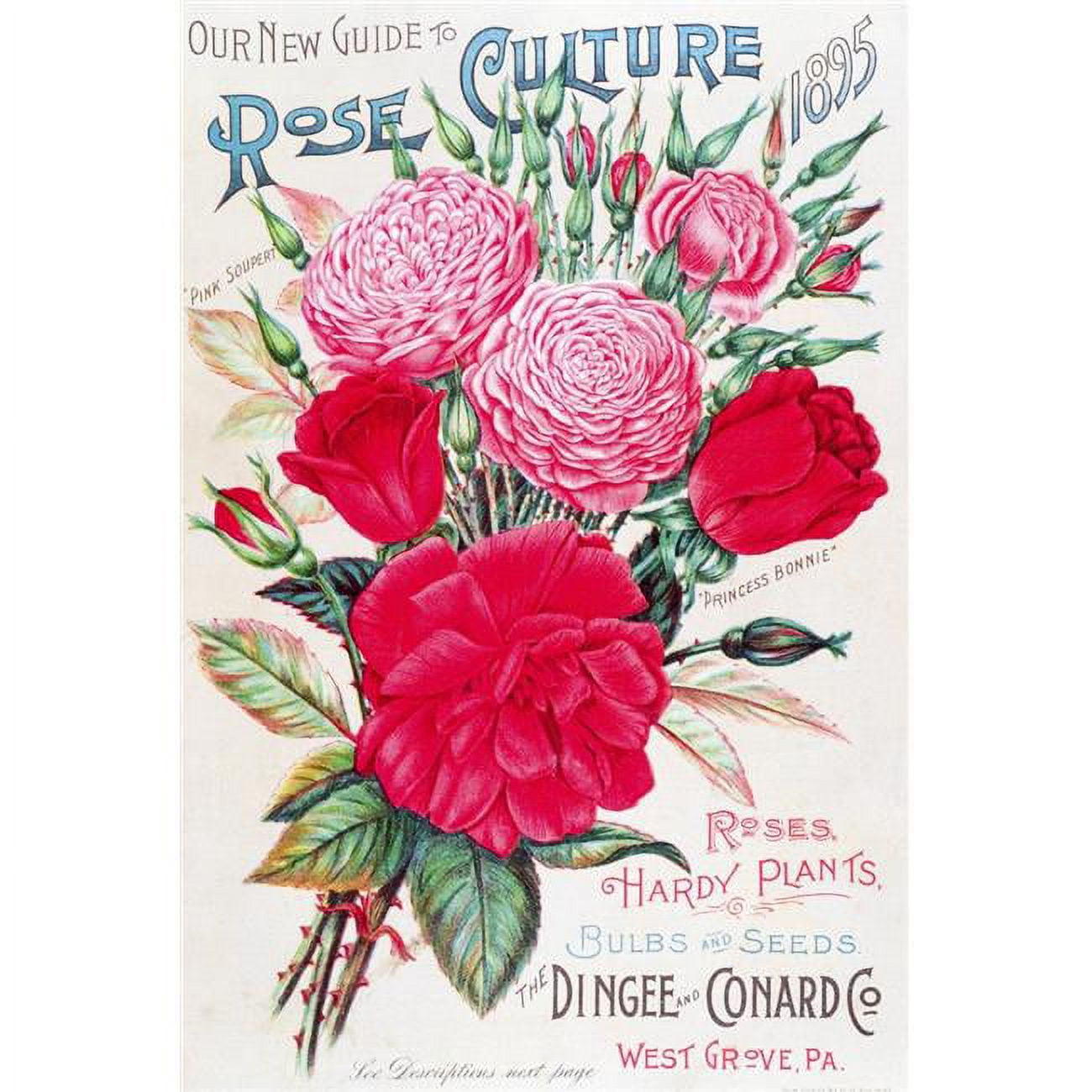 Historic Dingee and Conard Co. rose bulb and seed catalog from 19th ...