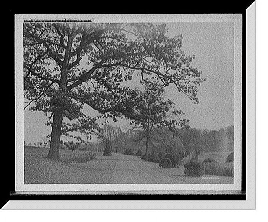 Historic Framed Print, A Drive in Forest Park, Springfield, Mass., 17-7 ...