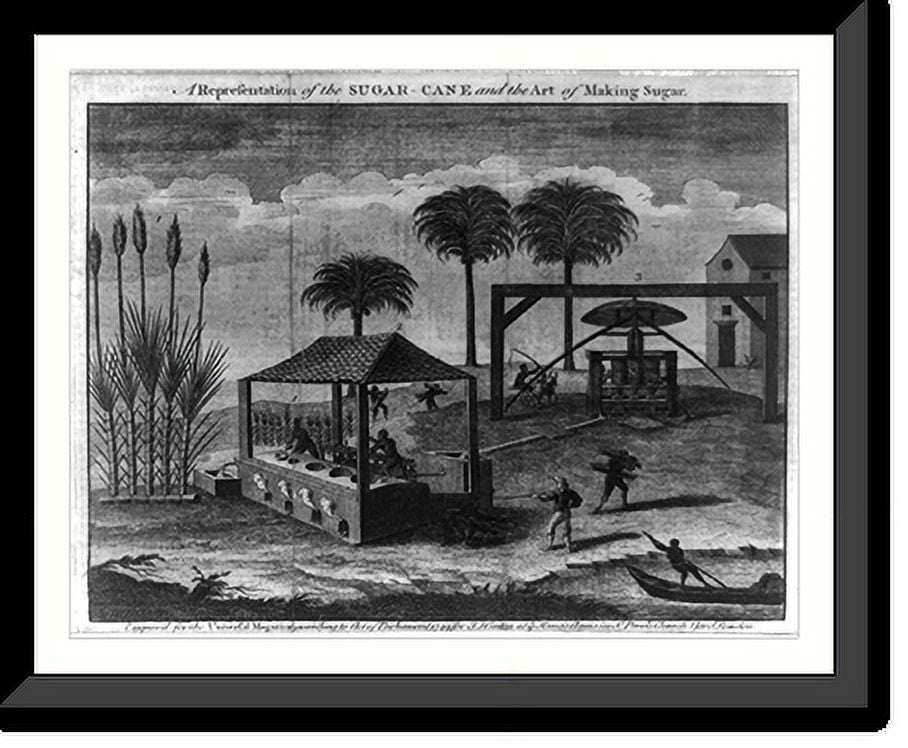 Historic Framed Print, A representation of the sugar-cane and the art ...