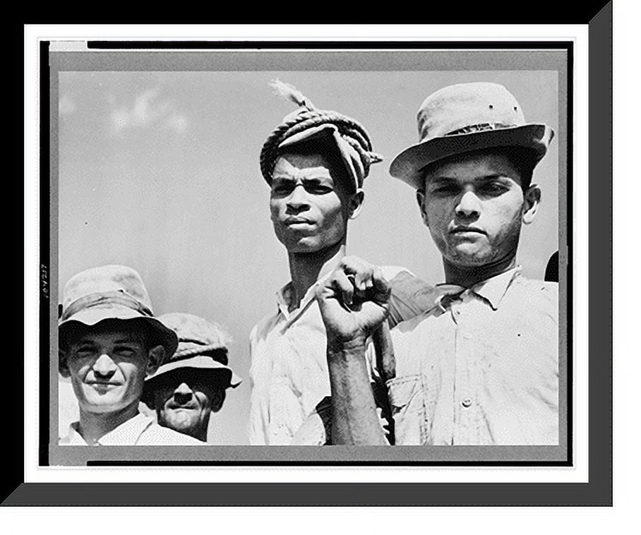 Historic Framed Print, Arecibo, Puerto Rico (vicinity). Sugar cane ...