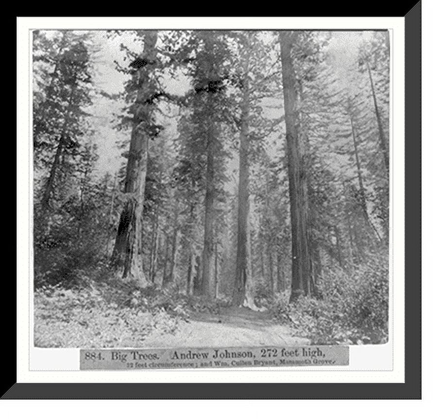 Historic Framed Print, Big Trees. Andrew Johnson, 272 feet high, 32 ...