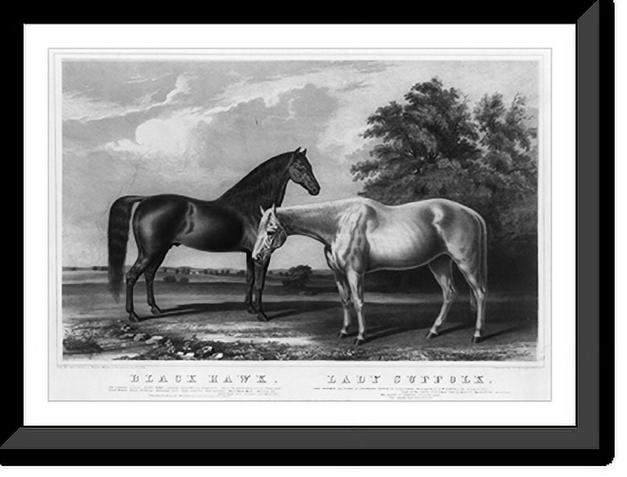 Historic Framed Print, Black Hawk, Lady Suffolk.from the original ...