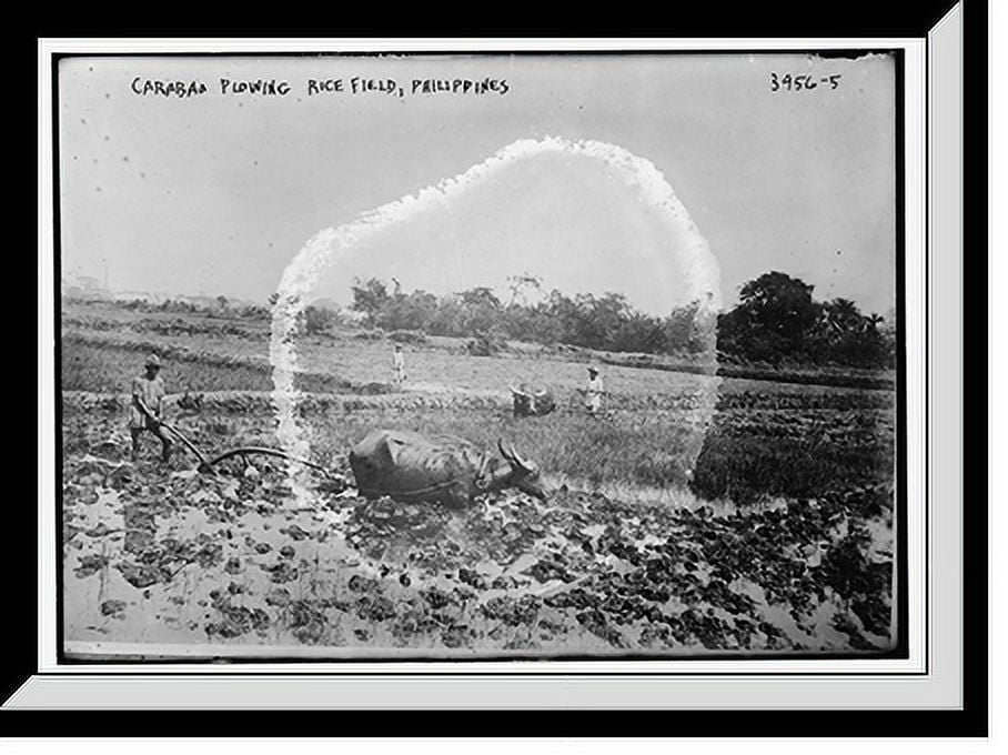 Historic Framed Print, Carabao Plowing rice field, Philippines, 17-7/8 ...
