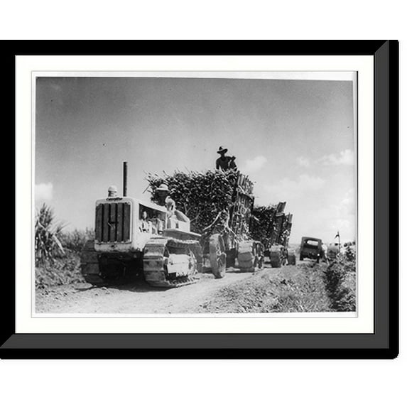 Historic Framed Print, [Caterpillar tractor drawing carts loaded with ...