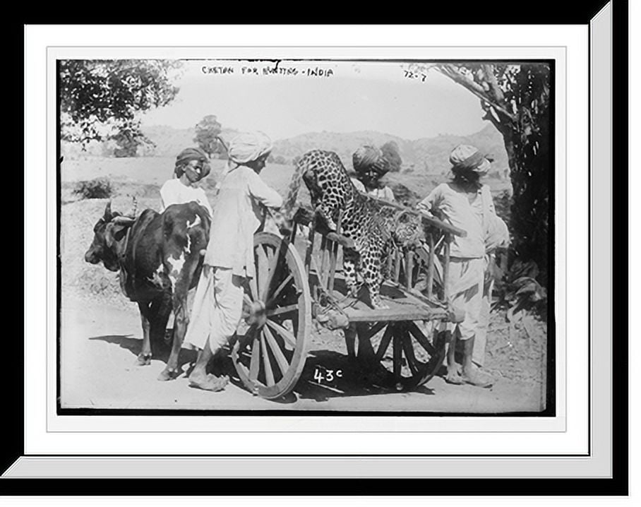 Historic Framed Print, Chetah i.e. cheetah used for hunting, India, 17 ...