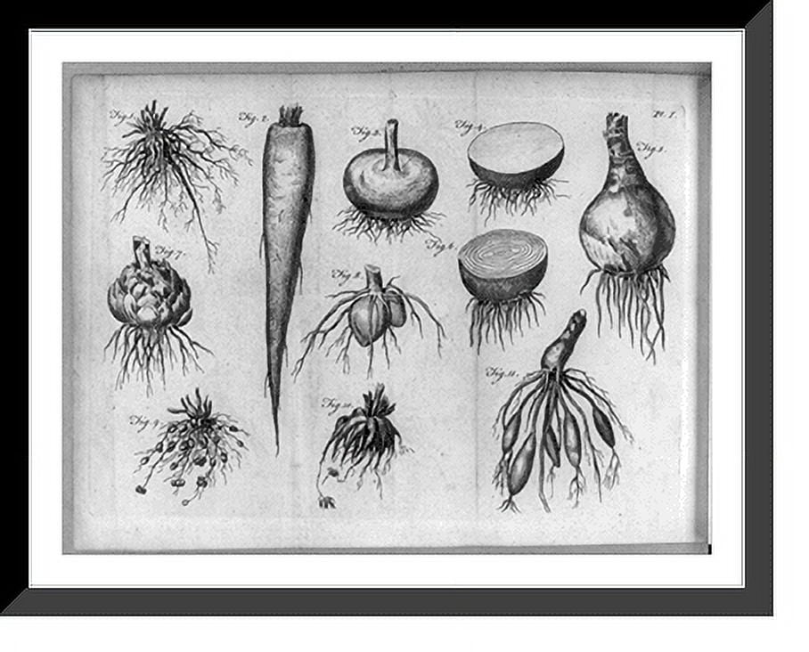 Historic Framed Print, [Composite of 11 illustrations of vegetable ...