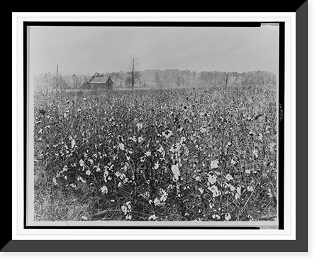 Historic Framed Print, [Cotton field with building in background], 17-7 ...