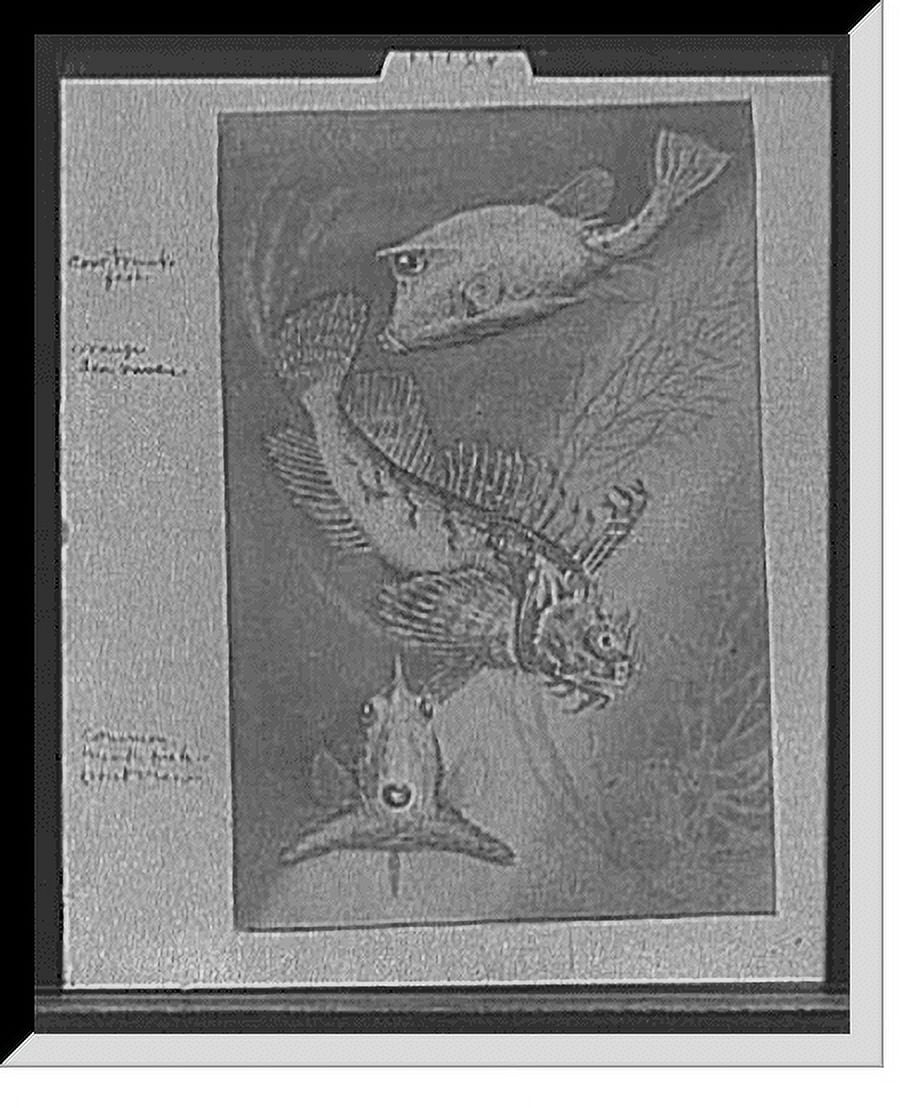 Historic Framed Print, Cow trunk fish, orange sea raven, common trunk ...