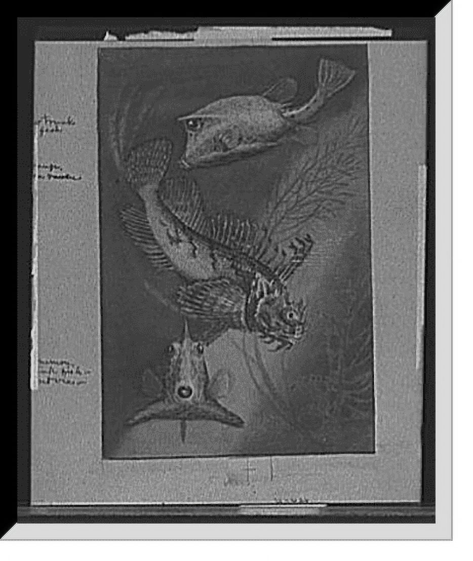 Historic Framed Print, Cow trunk fish, orange sea raven, common trunk ...