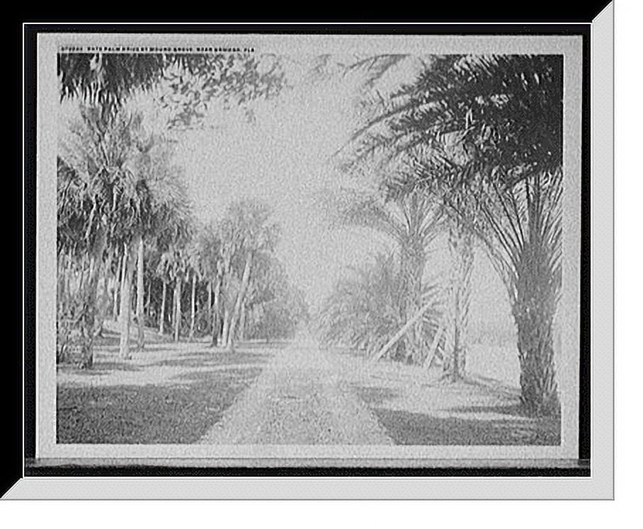 Historic Framed Print, Date Palm Drive at Mound Grove, near Ormond, Fla ...
