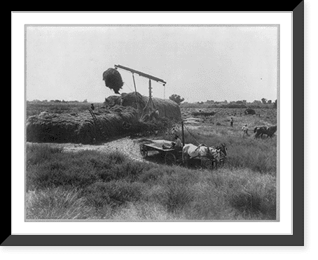 Historic Framed Print, Derrick fork stacking hay, Kerr Ranch, 17-7/8" x ...