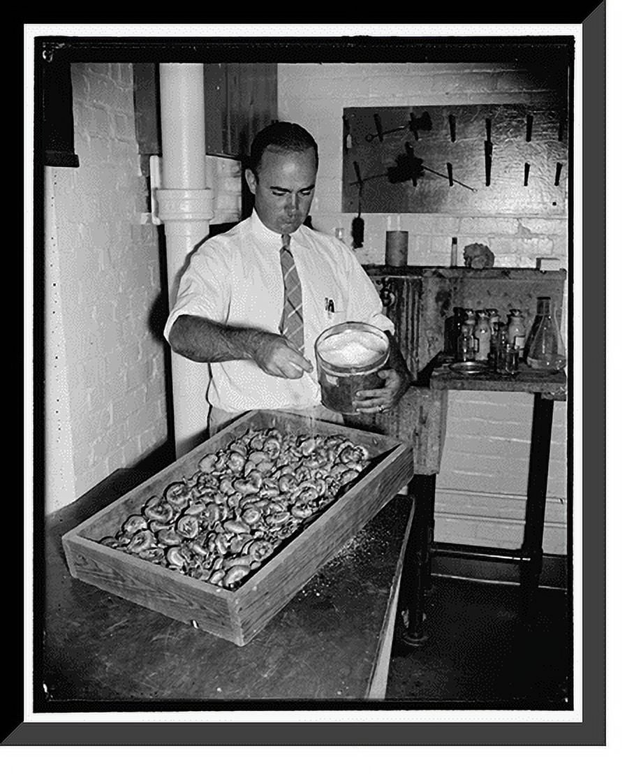 Historic Framed Print, Dr. F.F. Smith, of the Bureau of plant quarintine and entomology, pouring ...