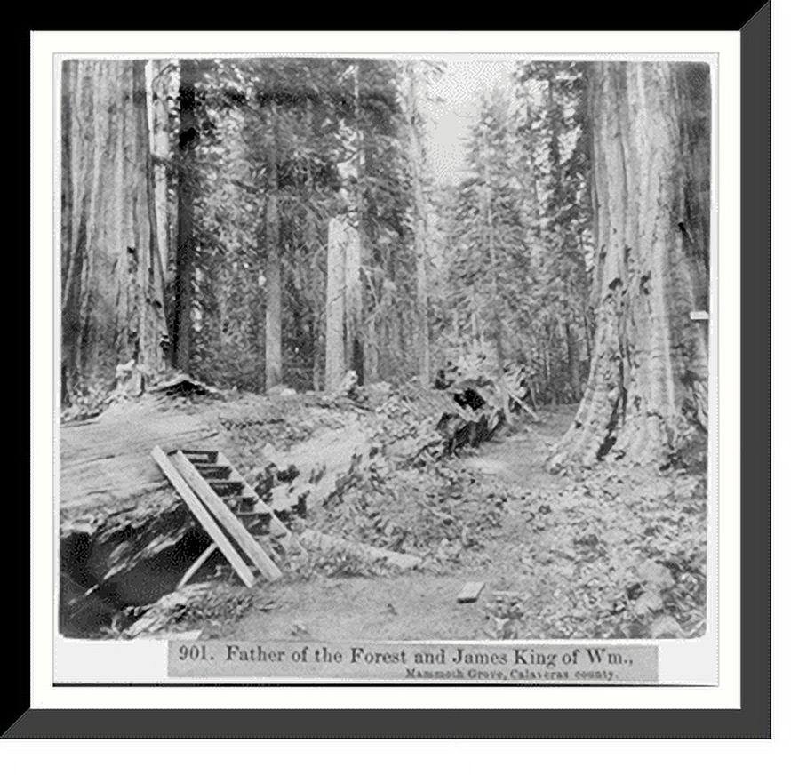 Historic Framed Print, Father of the Forest and James King of Wm ...