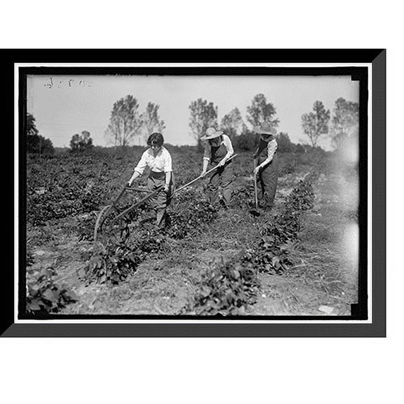 Historic Framed Print, GIRL SCOUTS. FARMERETTES HARVESTING CROPS - 6 ...