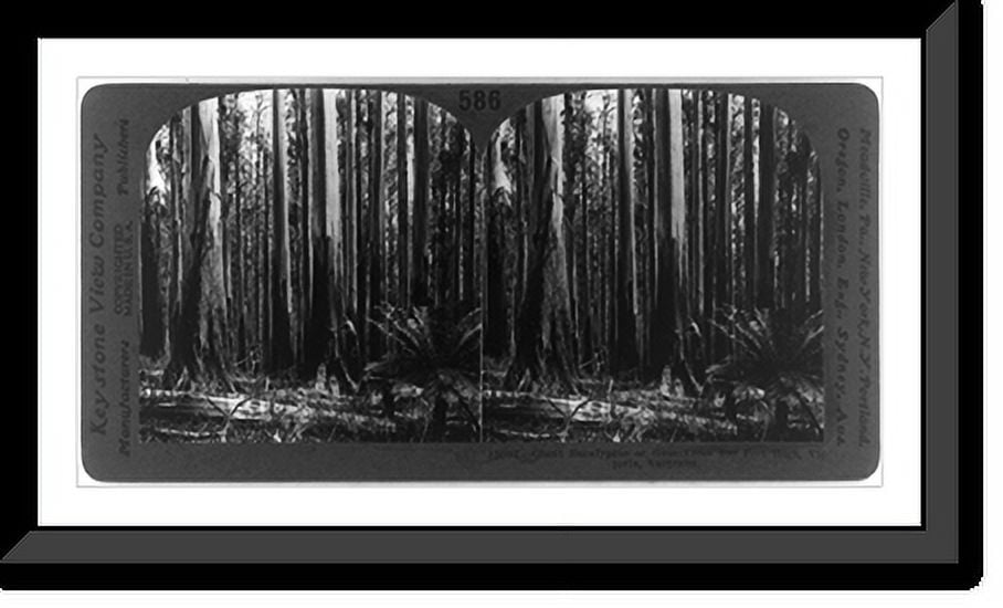 Historic Framed Print, Giant eucalyptus of gum trees 400 feet high ...
