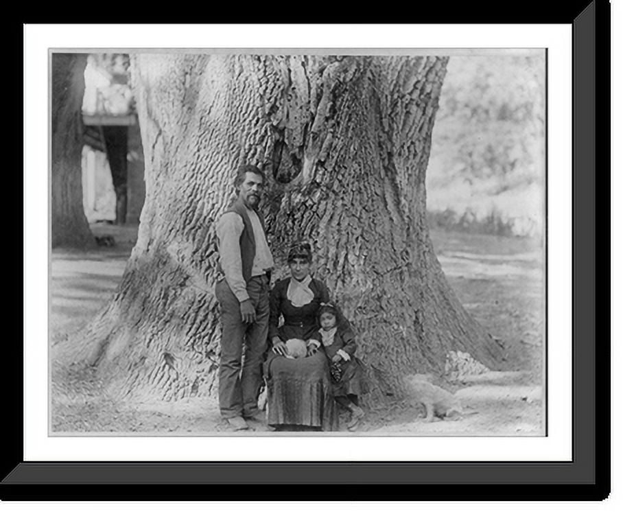 Historic Framed Print, [Gigantic oak tree on the Tejon Ranch, Kern ...
