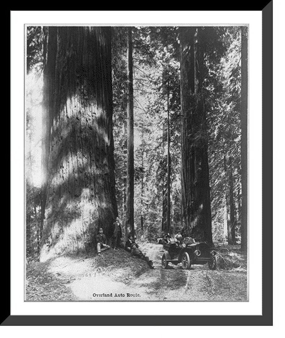 Historic Framed Print, Group posed between auto and gigantic tree ...