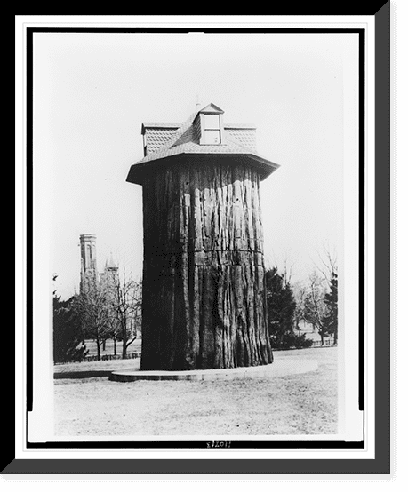 Historic Framed Print, [House made out of section of trunk of General ...