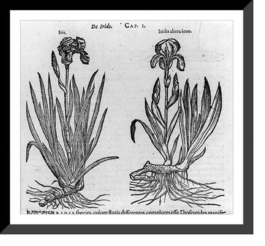 Historic Framed Print, [Illustrations of plants]: Iris and Iridis ...